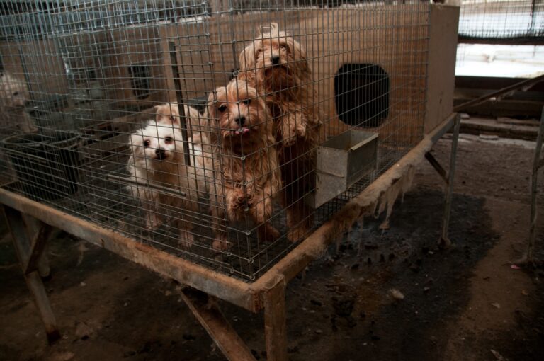 The Dangers of Puppy Mills – Seneca Journalism